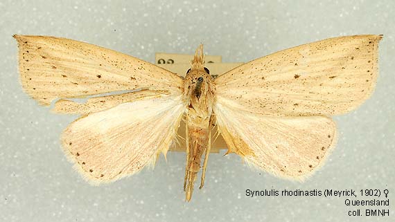 Papua Insects Foundation (Lepidoptera/Erebidae/Calpinae thumbnails)